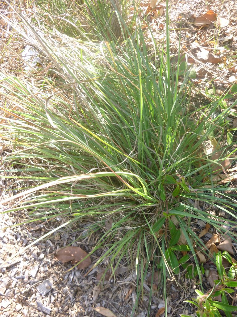 Plants | Central QLD Coast Landcare Network