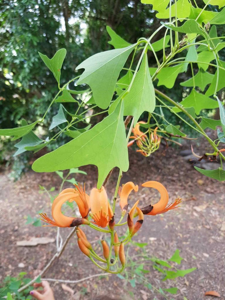 Plants | Central QLD Coast Landcare Network