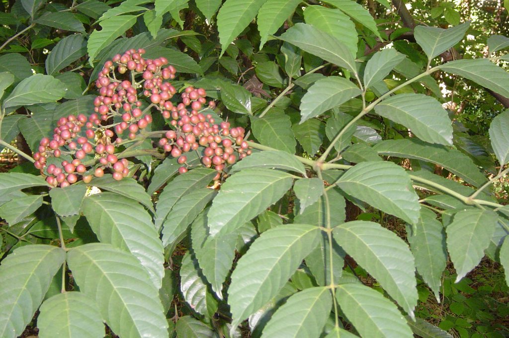 Plants | Central QLD Coast Landcare Network